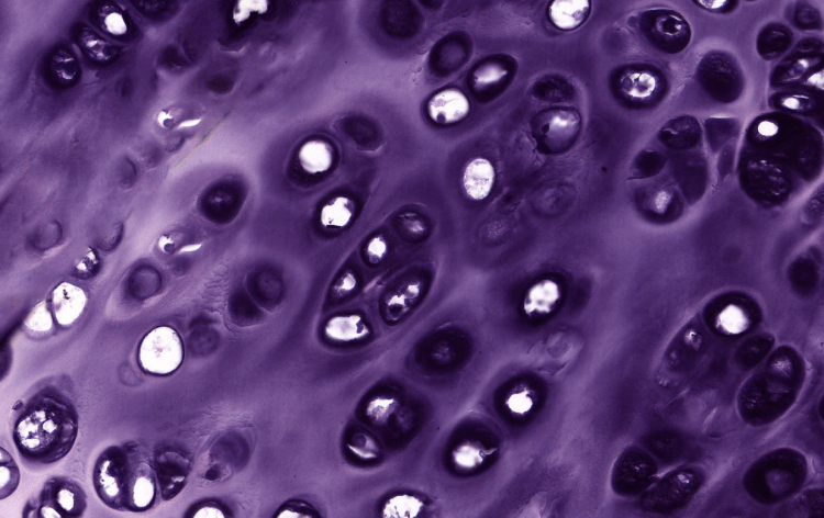 TEJIDO CARTILAGINOSO – ATLAS DE HISTOLOGÍA