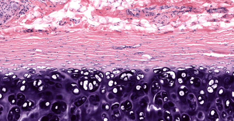 TEJIDO CARTILAGINOSO – ATLAS DE HISTOLOGÍA