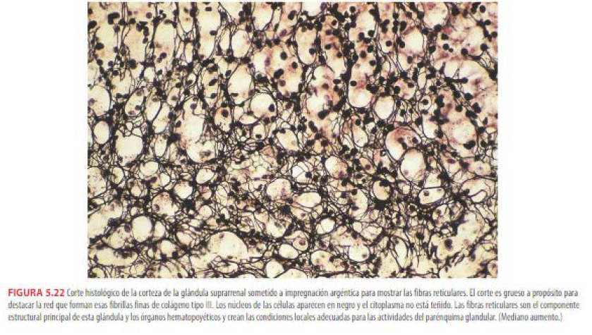 Tejido Conectivo Reticular 400x
