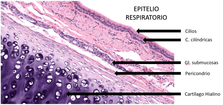 TEJIDO CARTILAGINOSO – ATLAS DE HISTOLOGÍA