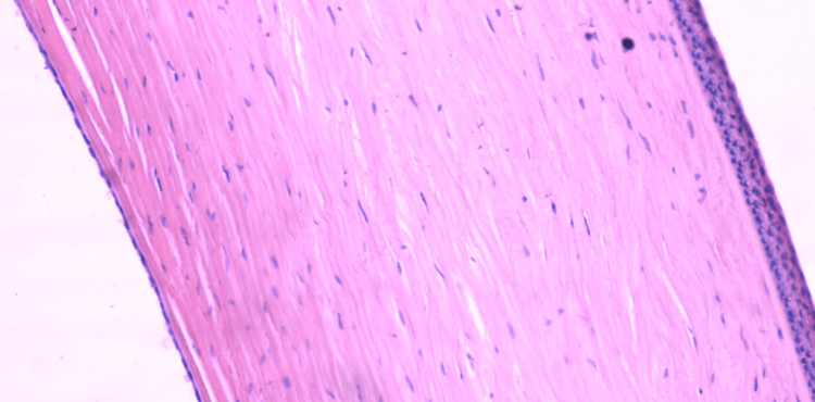 OJO – ATLAS DE HISTOLOGÍA