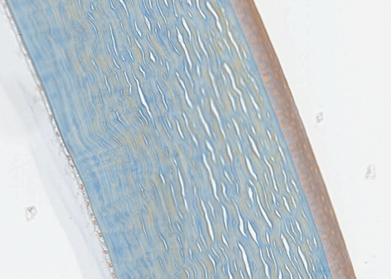 OJO – ATLAS DE HISTOLOGÍA