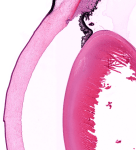 OJO – ATLAS DE HISTOLOGÍA