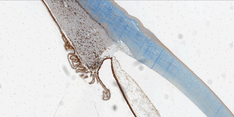 OJO – ATLAS DE HISTOLOGÍA