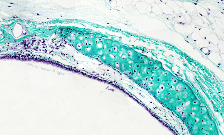 SISTEMA RESPIRATORIO – ATLAS DE HISTOLOGÍA