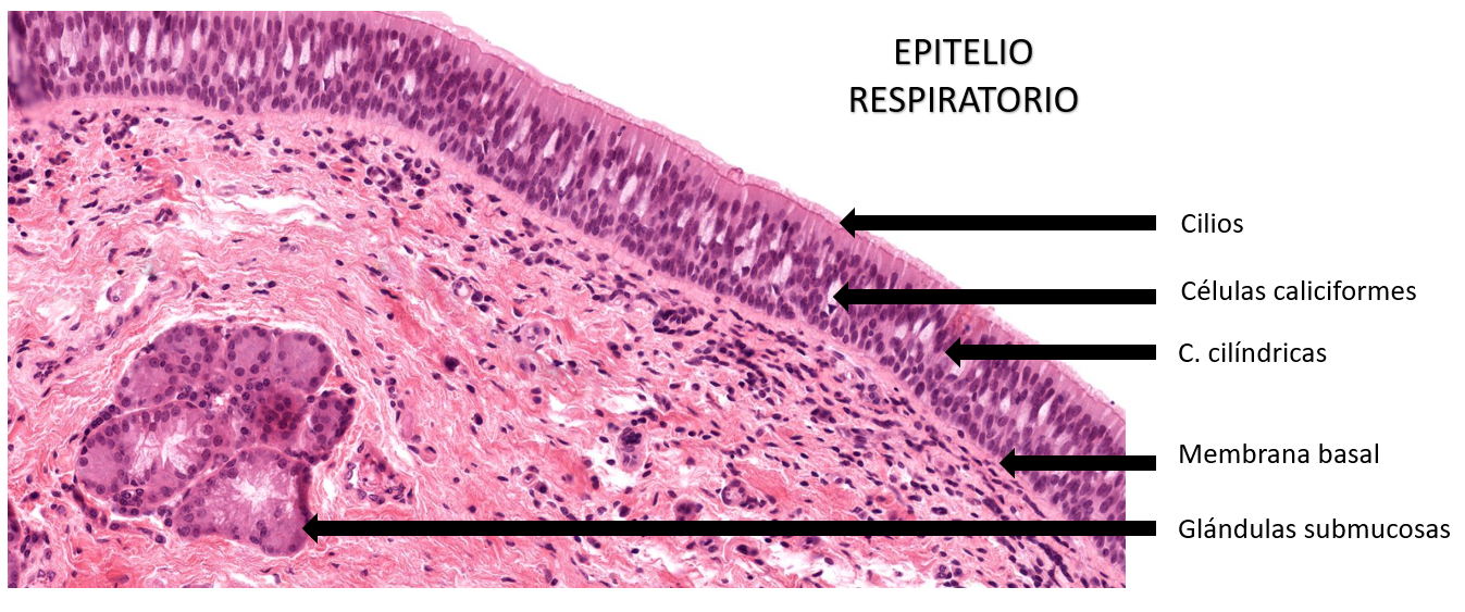 Portaobjetos De Histología De La Tráquea