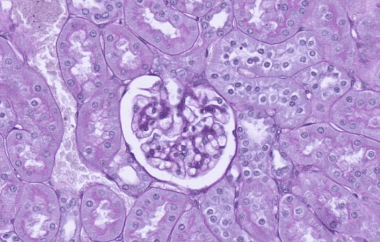 SISTEMA URINARIO – ATLAS DE HISTOLOGÍA