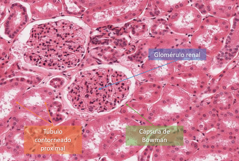 Histologia Do Glomerulo Renal Development Of The Human Fetal Kidney