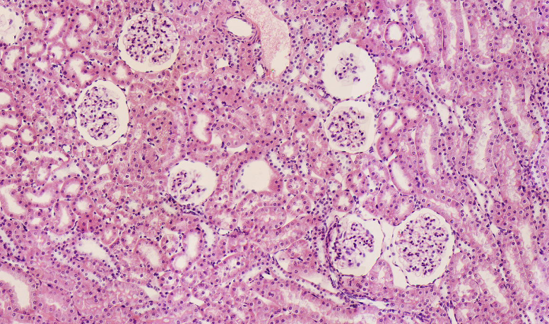 SISTEMA URINARIO – ATLAS DE HISTOLOGÍA