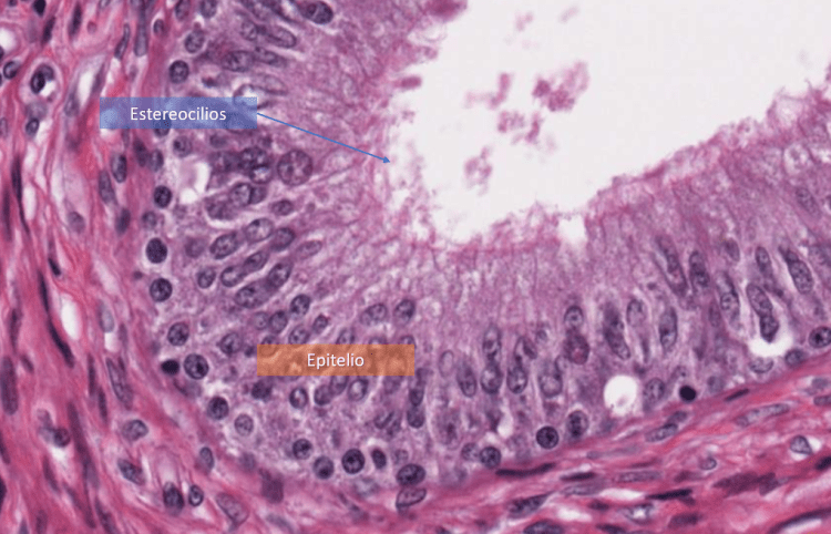 APARATO REPRODUCTOR MASCULINO – ATLAS DE HISTOLOGÍA
