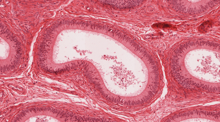 APARATO REPRODUCTOR MASCULINO – ATLAS DE HISTOLOGÍA