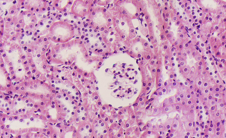 SISTEMA URINARIO – ATLAS DE HISTOLOGÍA