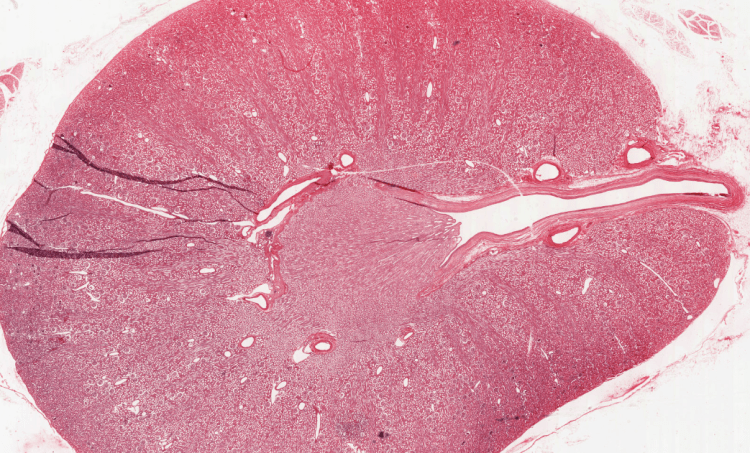 SISTEMA URINARIO – ATLAS DE HISTOLOGÍA