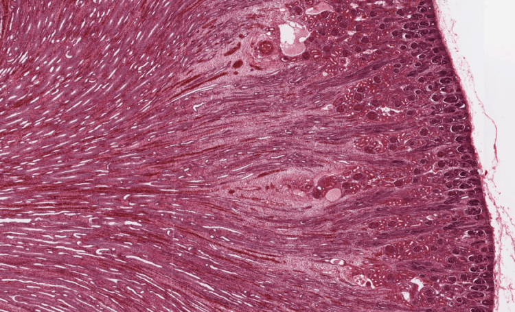 SISTEMA URINARIO – ATLAS DE HISTOLOGÍA