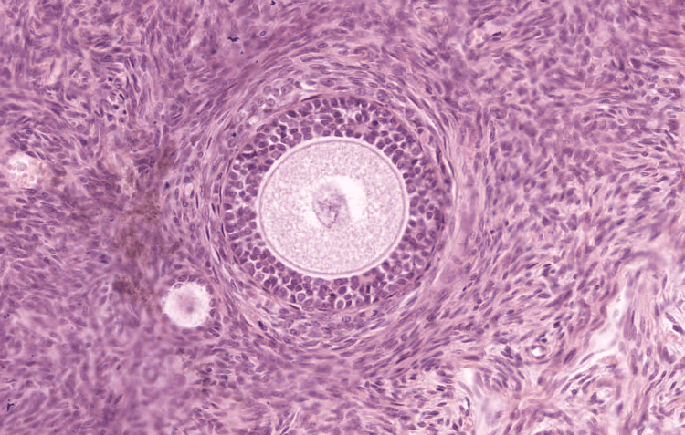 APARATO REPRODUCTOR FEMENINO – ATLAS DE HISTOLOGÍA